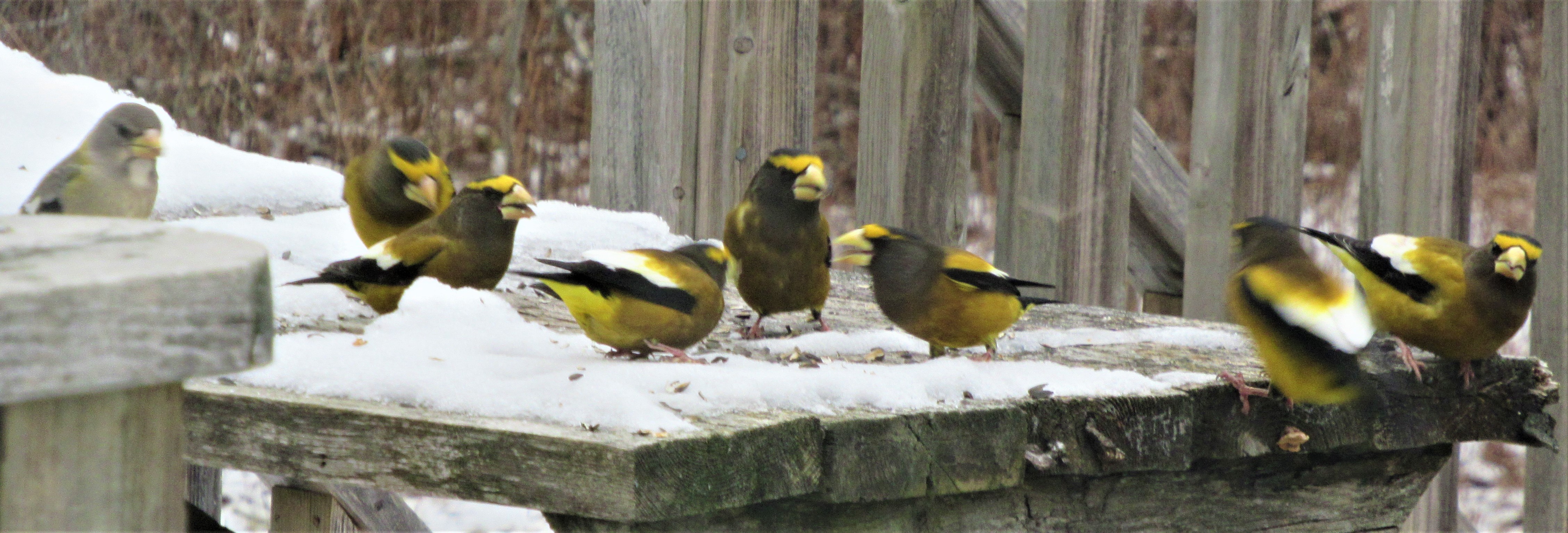 False Spring – rogermoorepoet